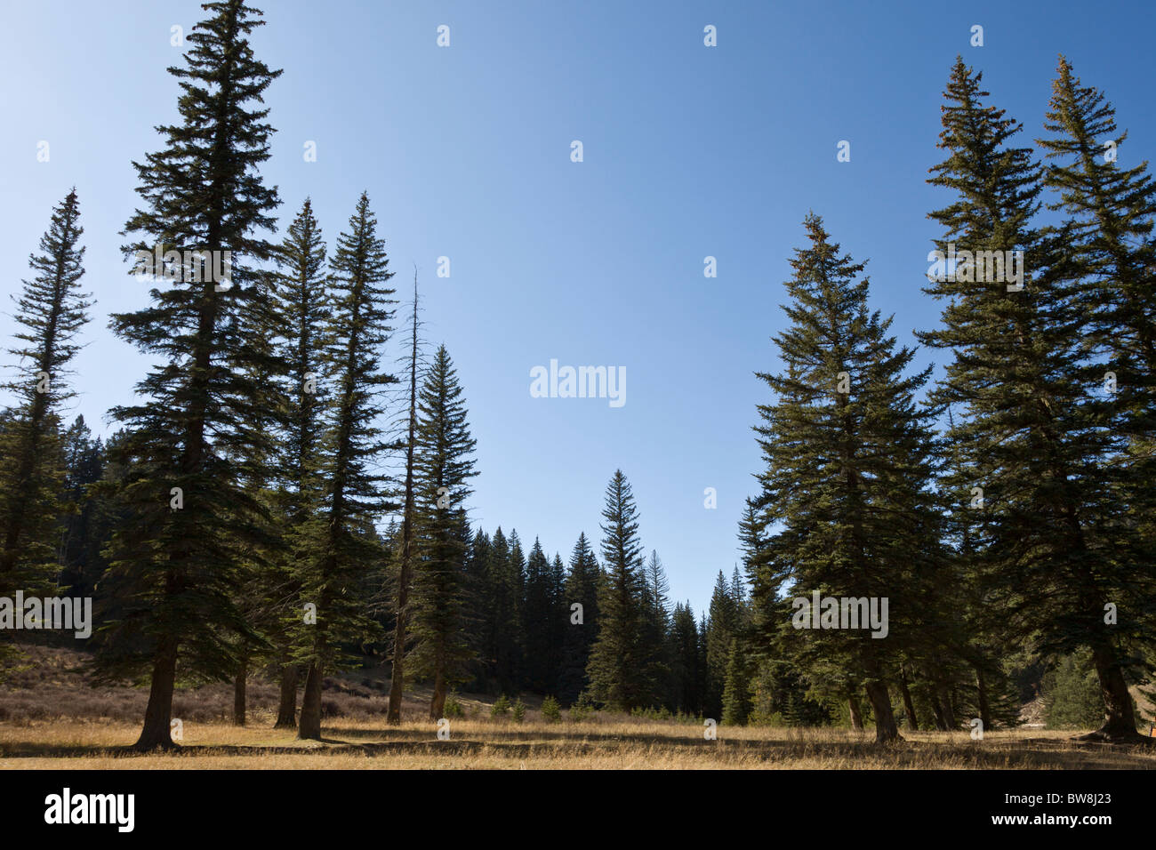 Tall timber trees in the Lincoln National Forest birthplace of the ...