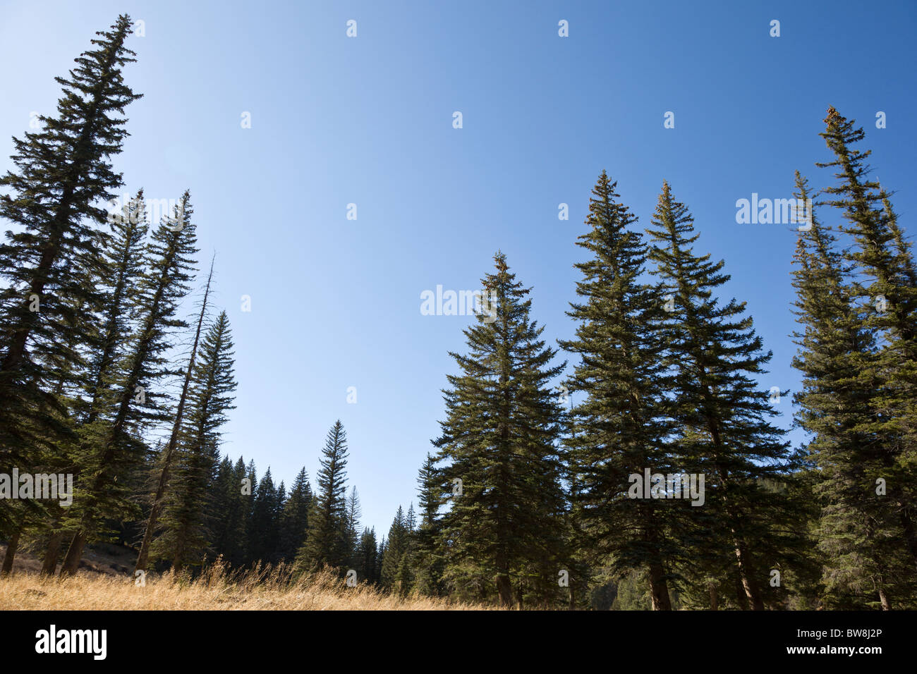 Tall timber trees in the Lincoln National Forest birthplace of the ...