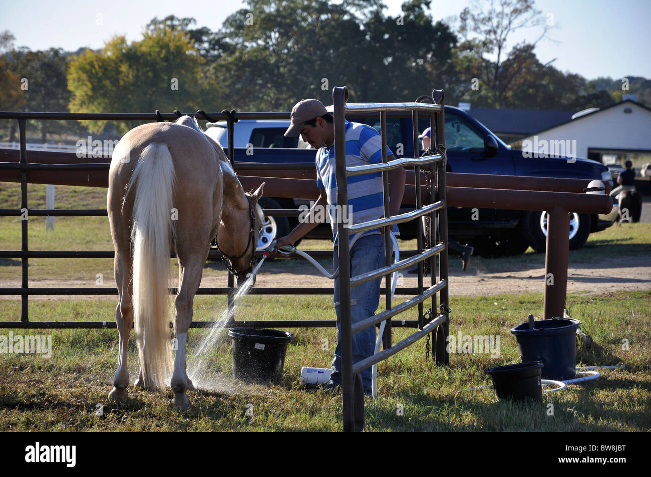 Man washing horse Stock Photo - Alamy