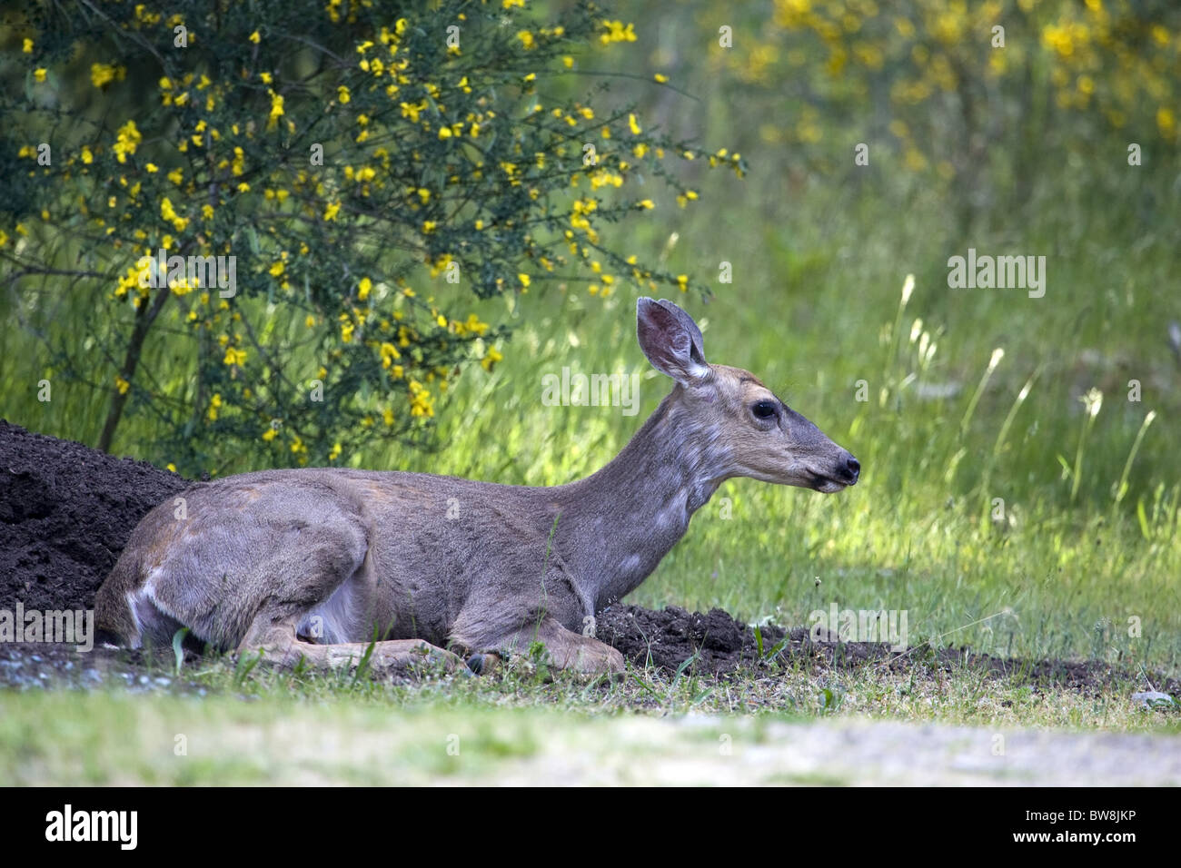 Deer laying down hi-res stock photography and images - Alamy