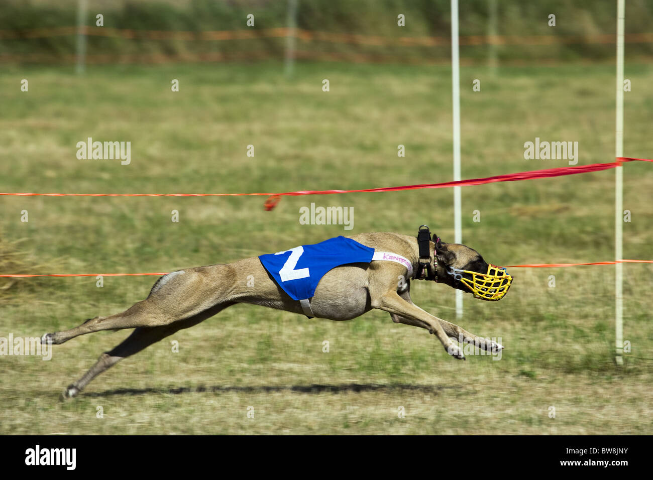 Greyhound race hi-res stock photography and images - Alamy