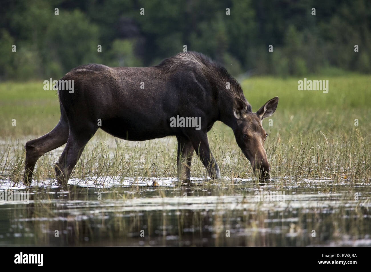 Bowron lakes hi-res stock photography and images - Alamy