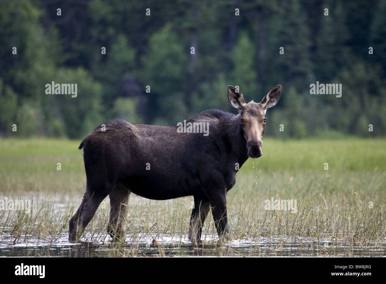Bowron lakes hi-res stock photography and images - Alamy