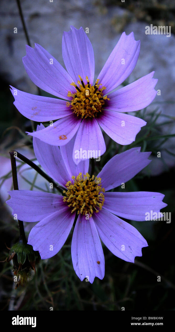 llight purple cosmos Stock Photo - Alamy