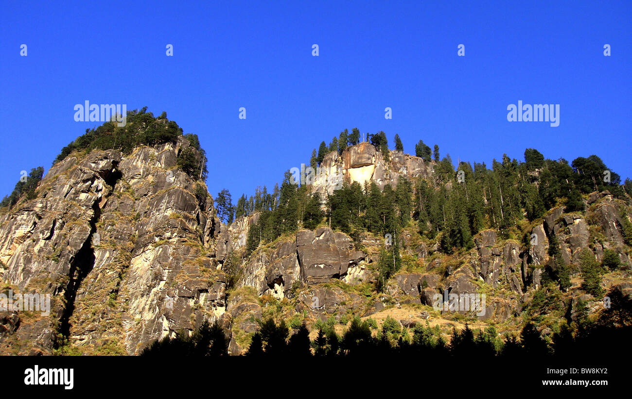 India pine tree hi-res stock photography and images - Alamy