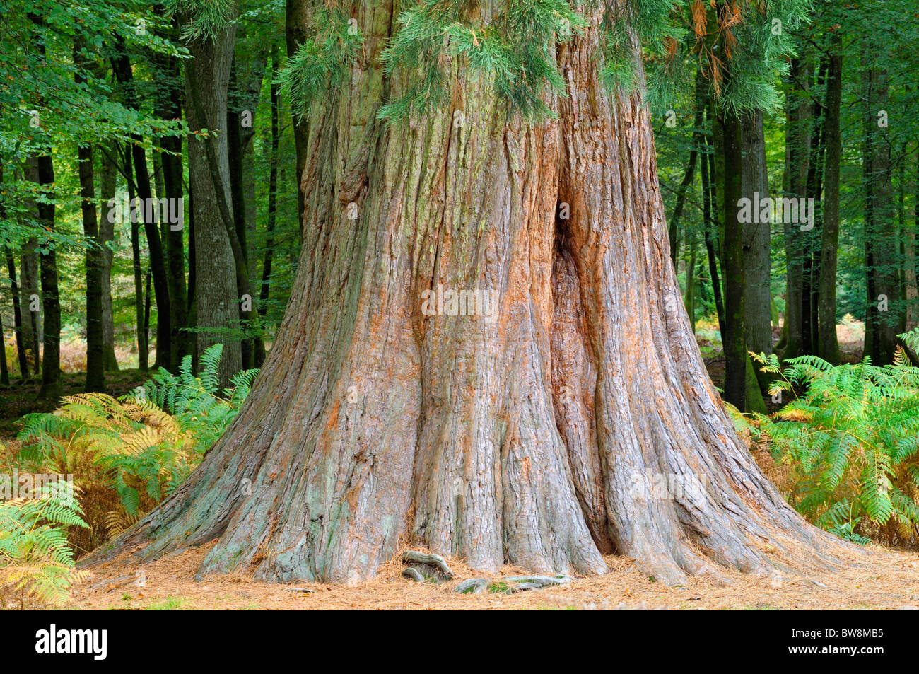 Trunk trees hi-res stock photography and images - Alamy