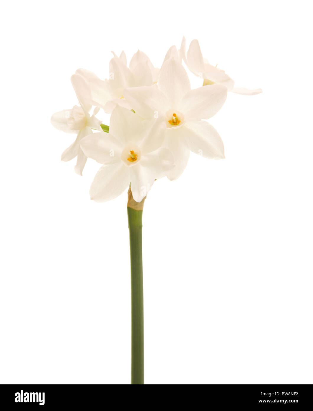 Paperwhite narcissus isolated Stock Photo - Alamy
