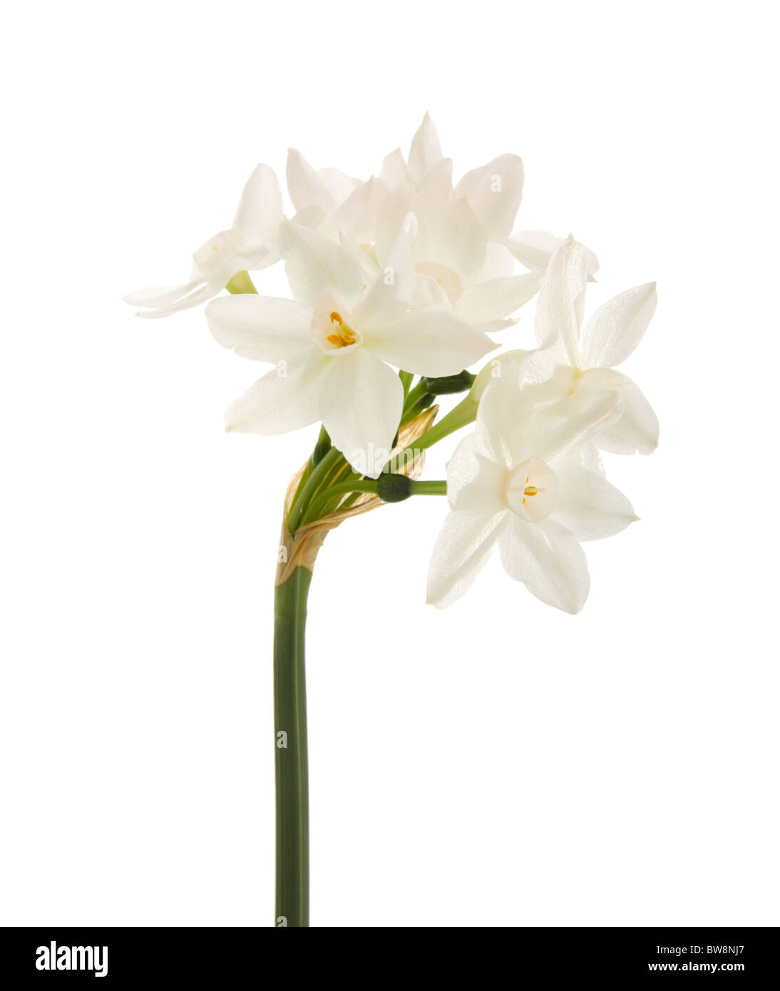 Paperwhite narcissi Cut Out Stock Images & Pictures - Alamy