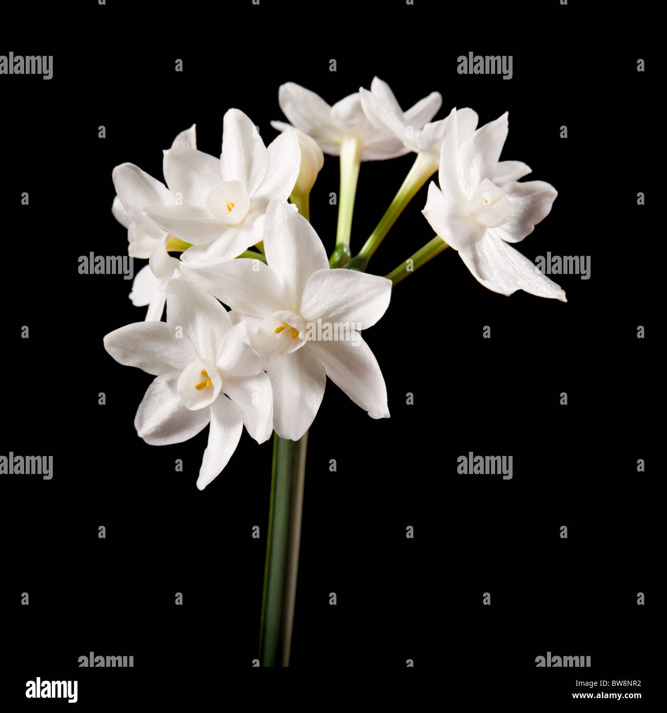 Narcissus papyraceus; Paperwhite; single stem isolated on black Stock ...
