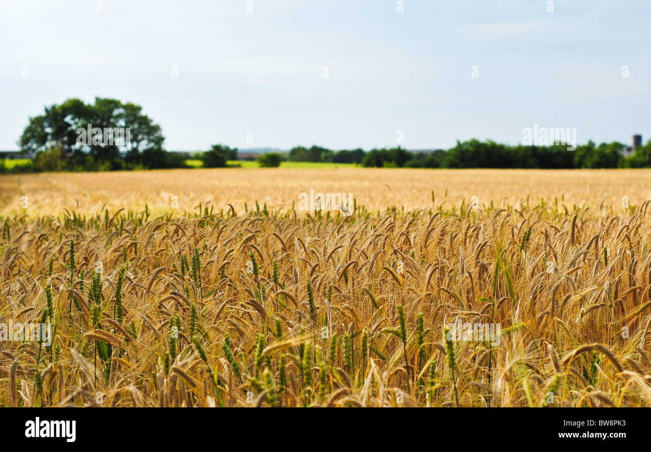 Wheat growing area hi-res stock photography and images - Alamy