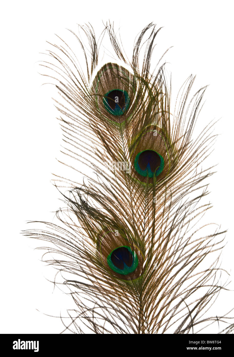 three peacock feather isolated on white background Stock Photo - Alamy