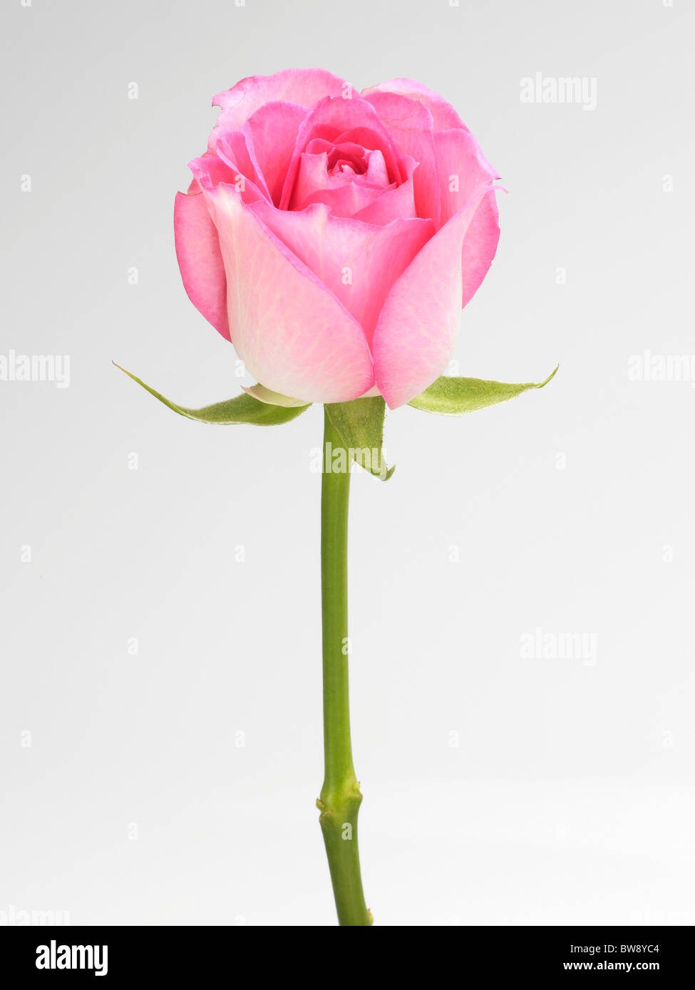 A single pink Rose against a white background Stock Photo - Alamy
