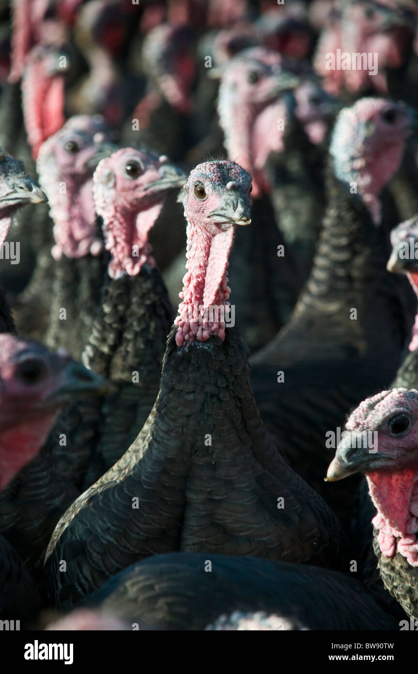 A flock of Turkeys with one Turkeys head in centre of frame Stock Photo ...