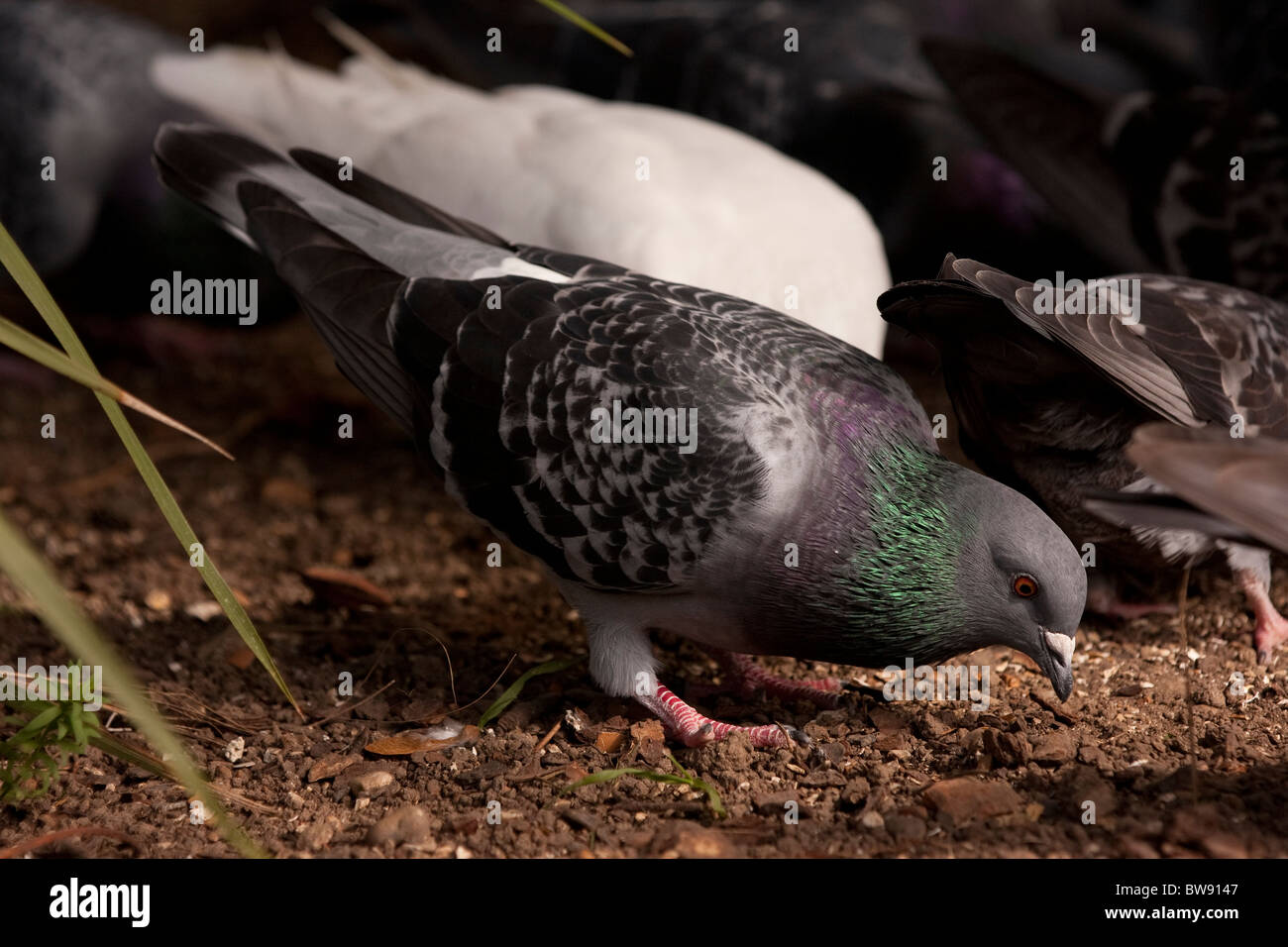 A feral pigeon eating in a public park with others in the background ...
