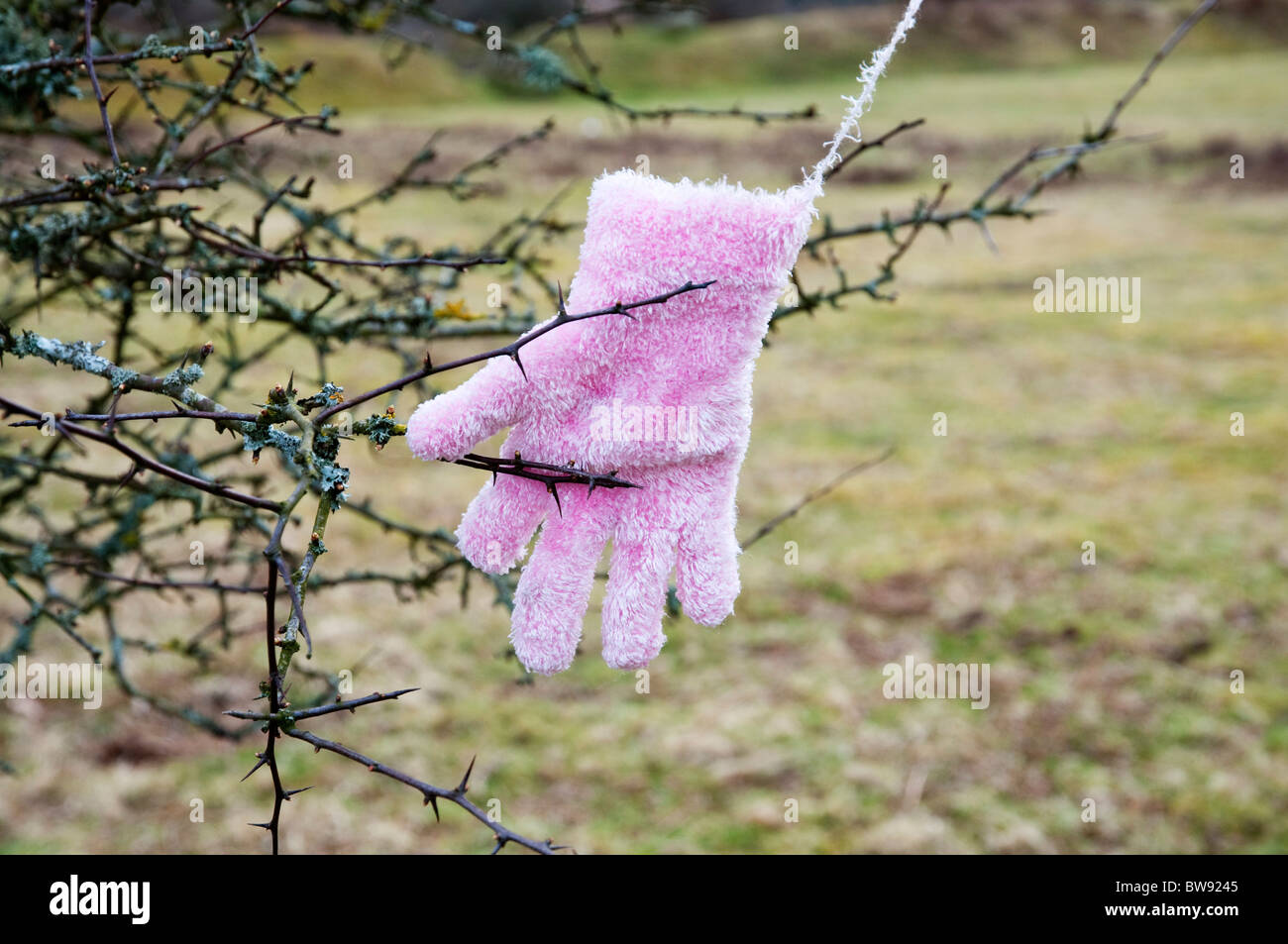 Fluffy pink glove caught on hawthorn bush, Dartmoor, Devon UK Stock ...