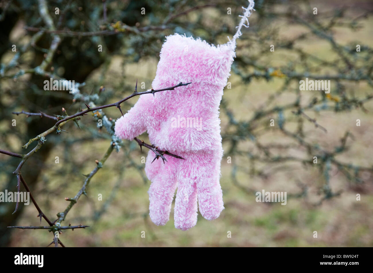 Fluffy pink glove caught on hawthorn bush, Dartmoor, Devon UK Stock ...