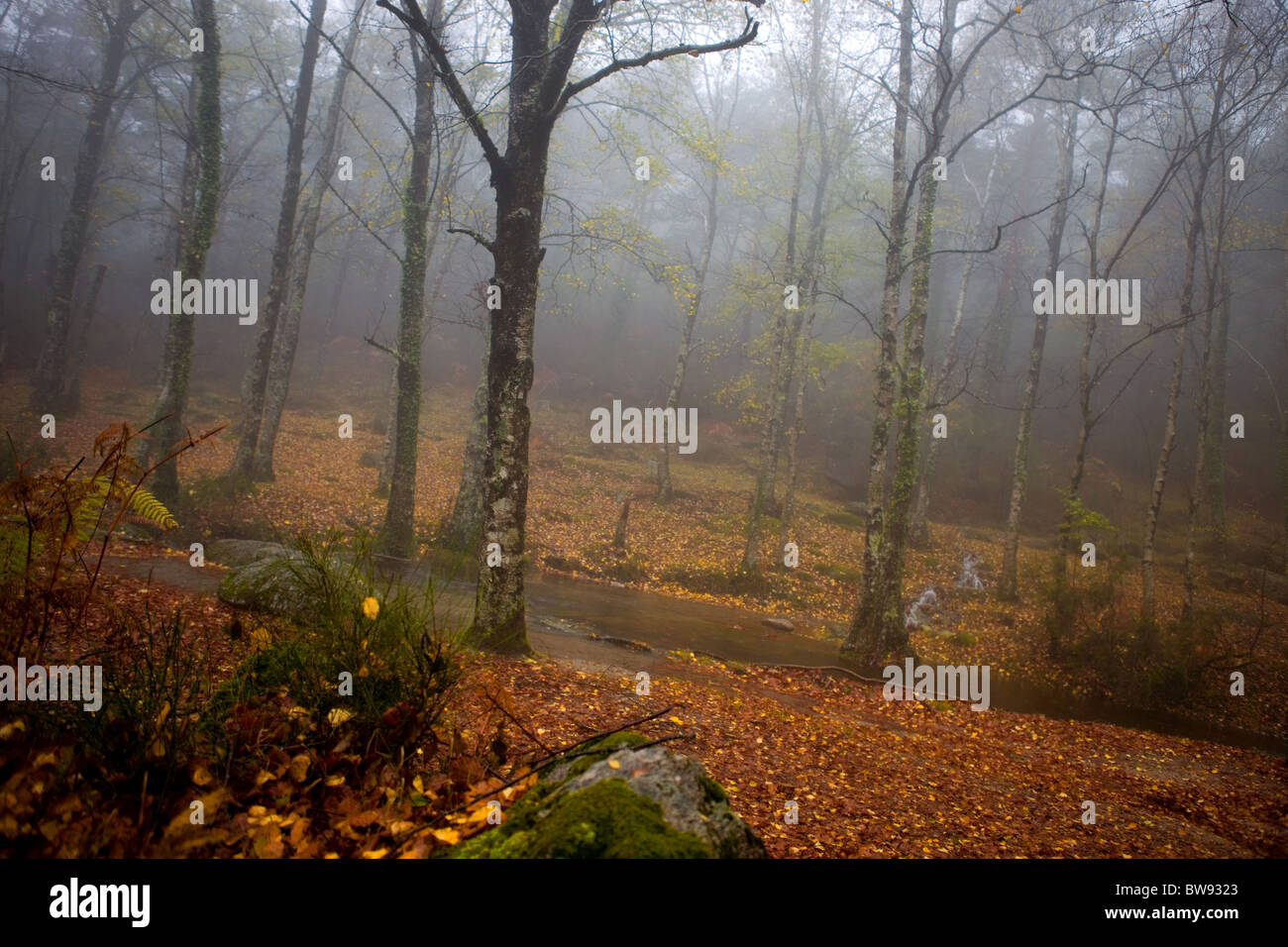 rain in the forest at the portuguese national park Stock Photo - Alamy