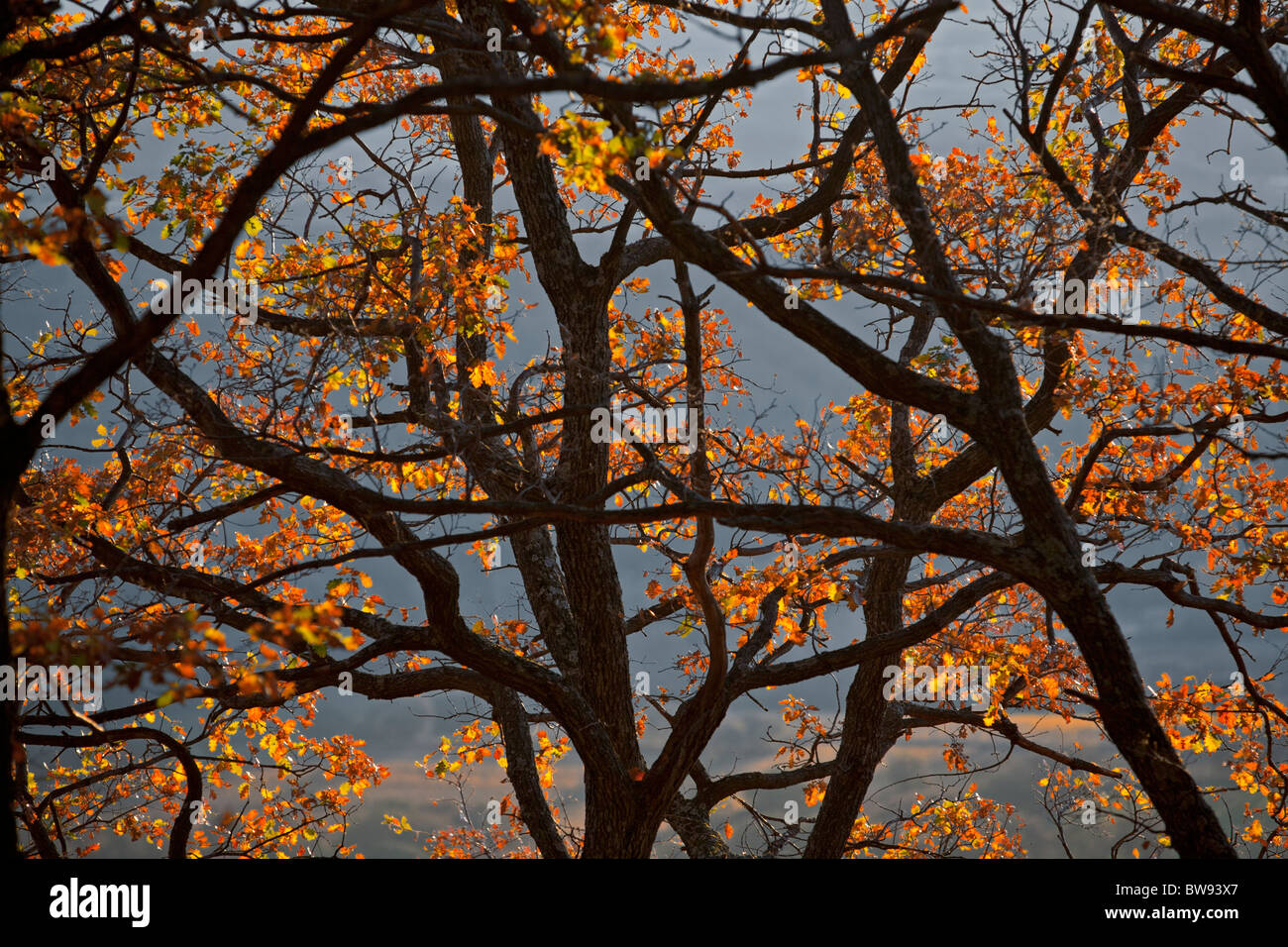 Quercus oak tree fall color hi-res stock photography and images - Alamy