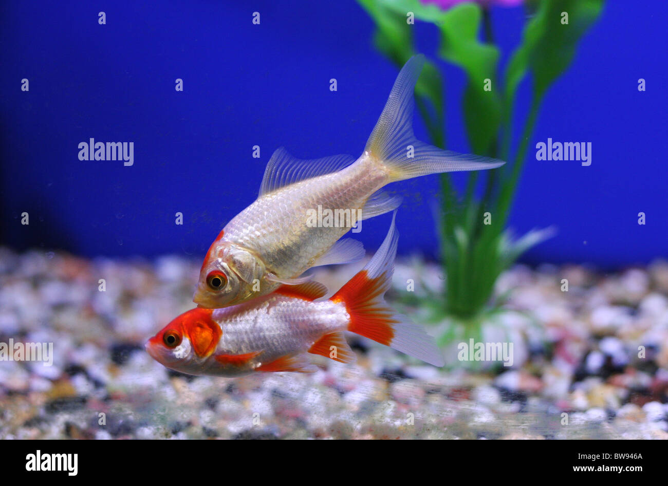 Two goldfish hi-res stock photography and images - Alamy