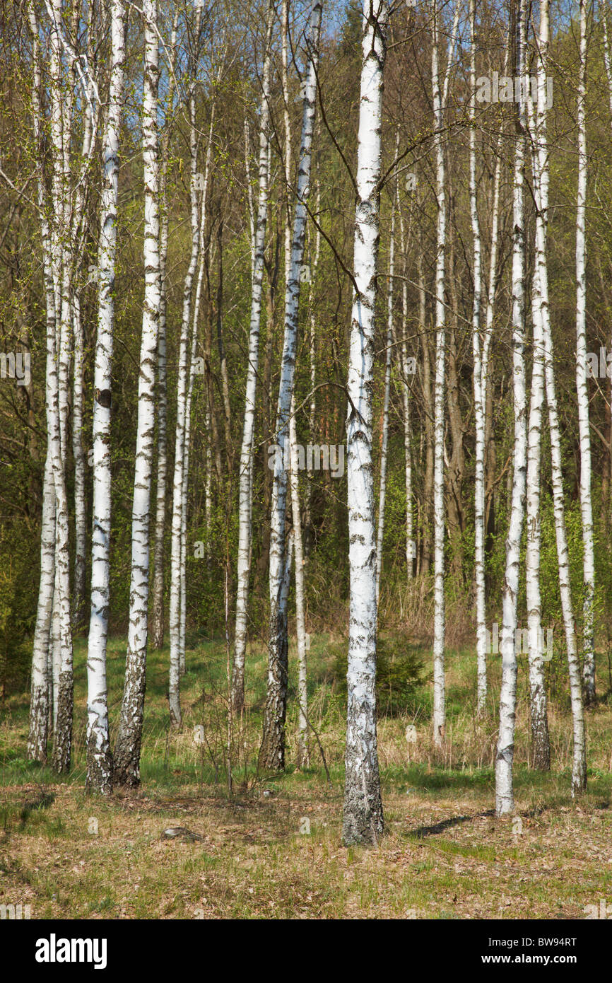 Young birch trees in spring hi-res stock photography and images - Alamy
