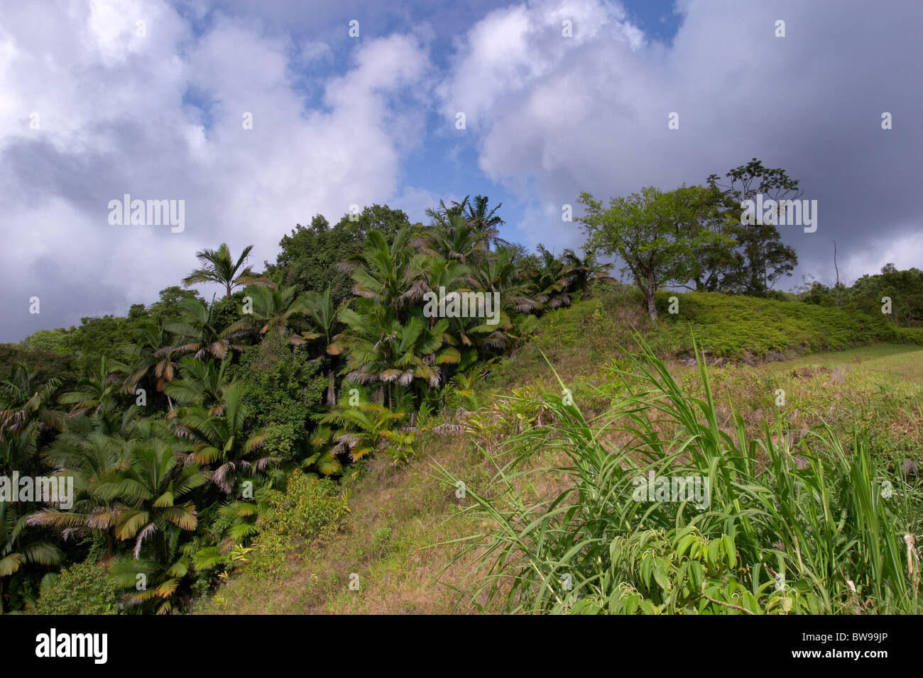 Tobago Forest Reserve, Trinidad & Tobago, Caribbean Stock Photo - Alamy