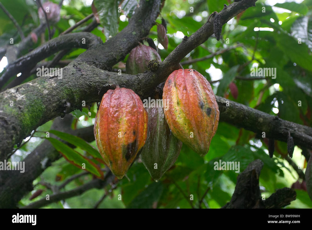 Cocoa trinidad tobago trinidad tobago hi-res stock photography and ...