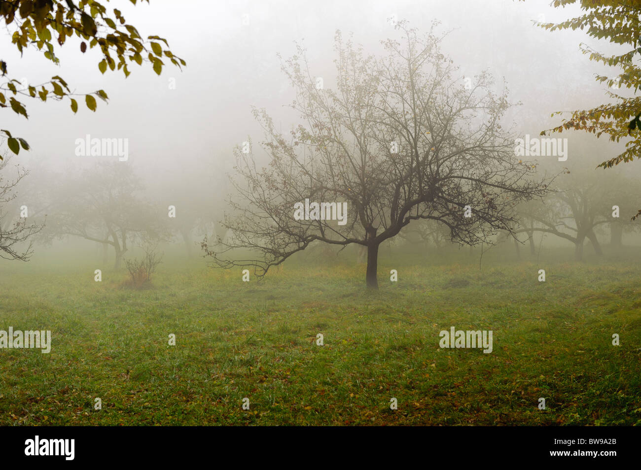Tree in a fog.Apple tree with fallen down leaves Stock Photo - Alamy