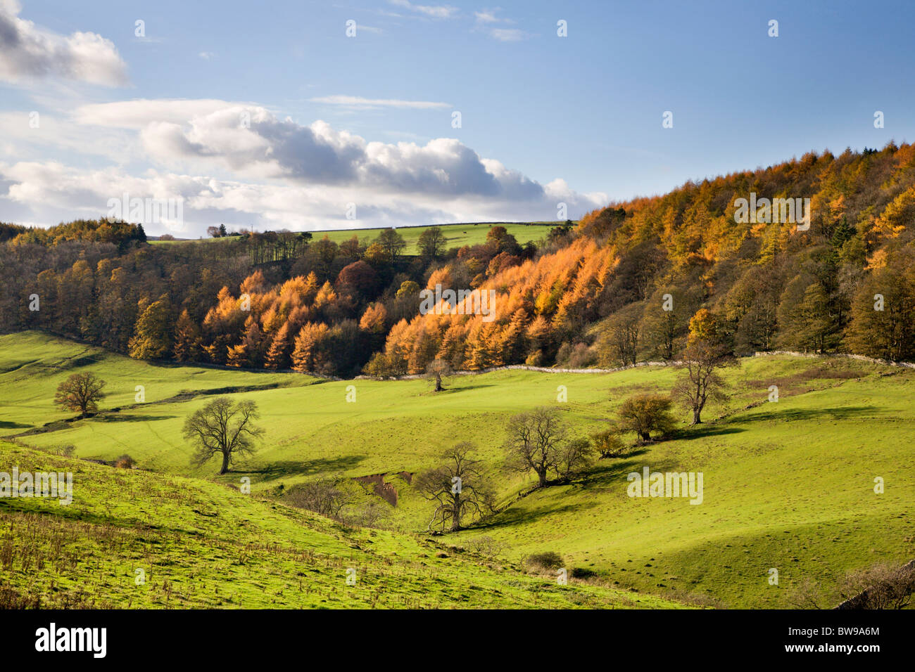 Larch trees in autumn hi-res stock photography and images - Alamy