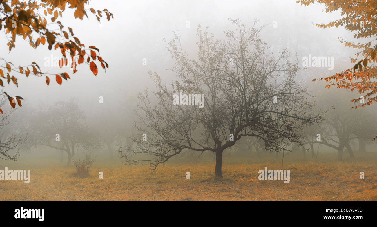Tree in a fog.Apple tree with fallen down leaves Stock Photo - Alamy