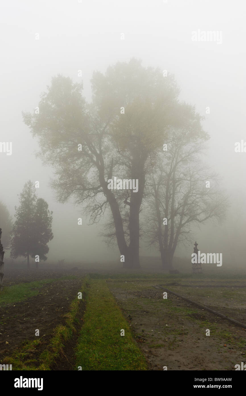 Tree in a fog.Autumn tree in a dense fog Stock Photo - Alamy