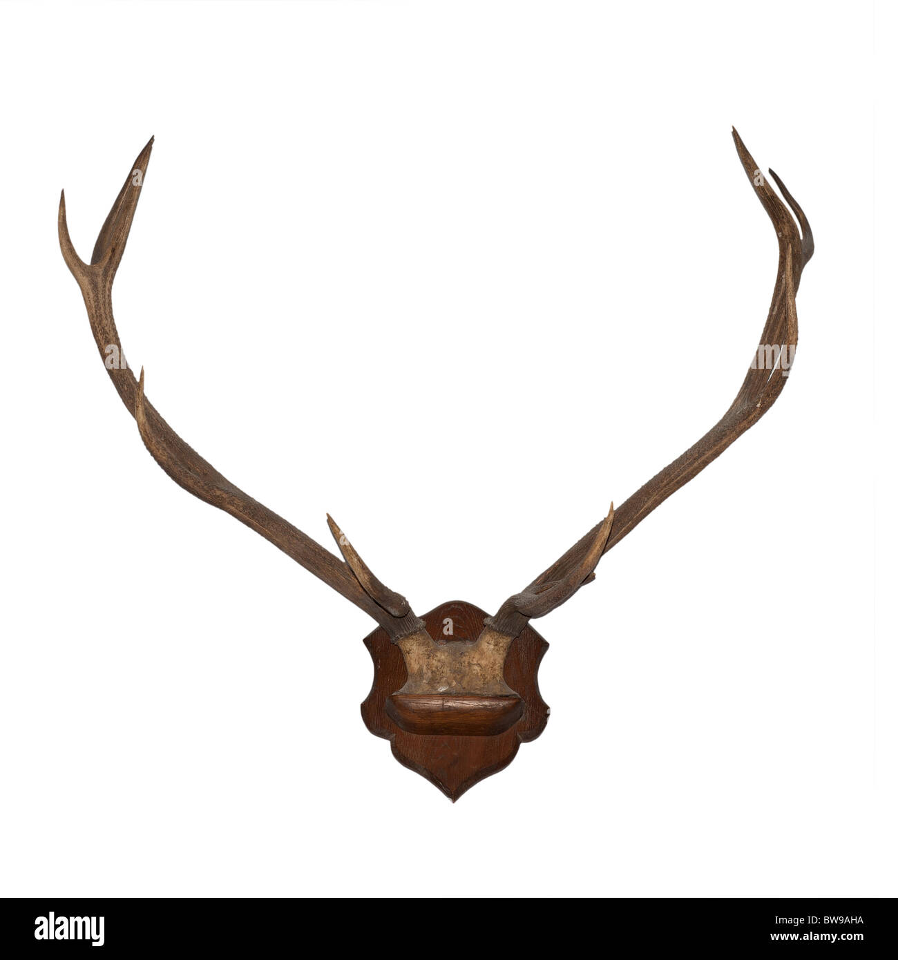 Horns of an animal. Horns of largly horned stock, it is isolated on a ...