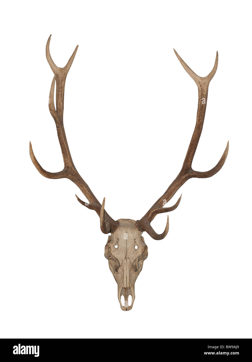 Horns of an animal. Horns of largly horned stock, it is isolated on a ...