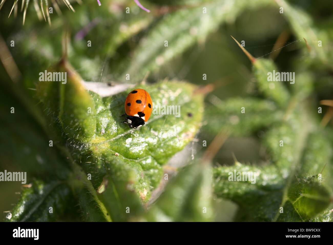 Ladybird habitat hi-res stock photography and images - Alamy