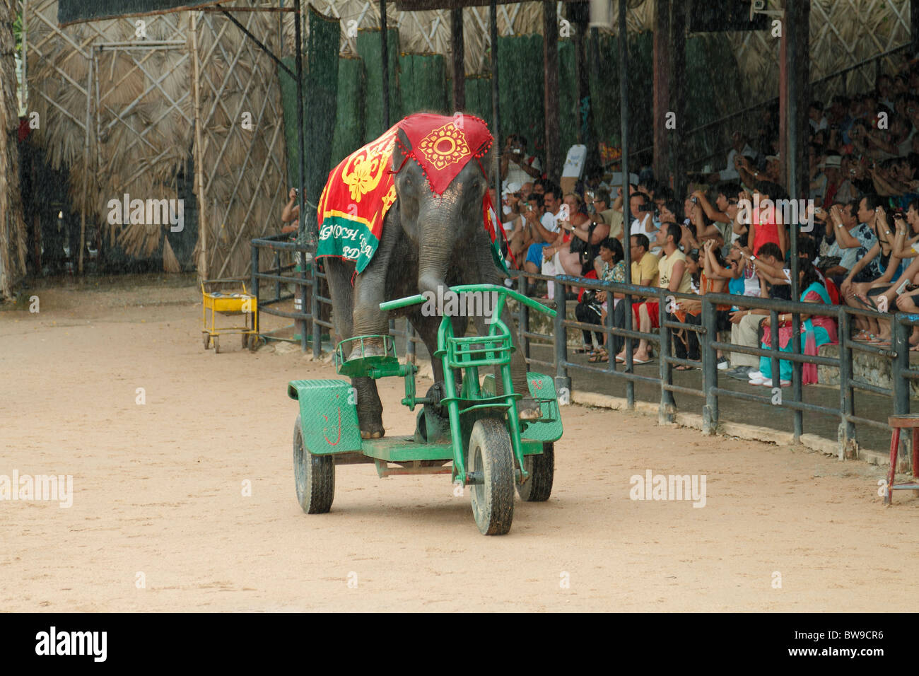 Elephant riding bike - bicycle at the show. Nong Nooch Tropical ...