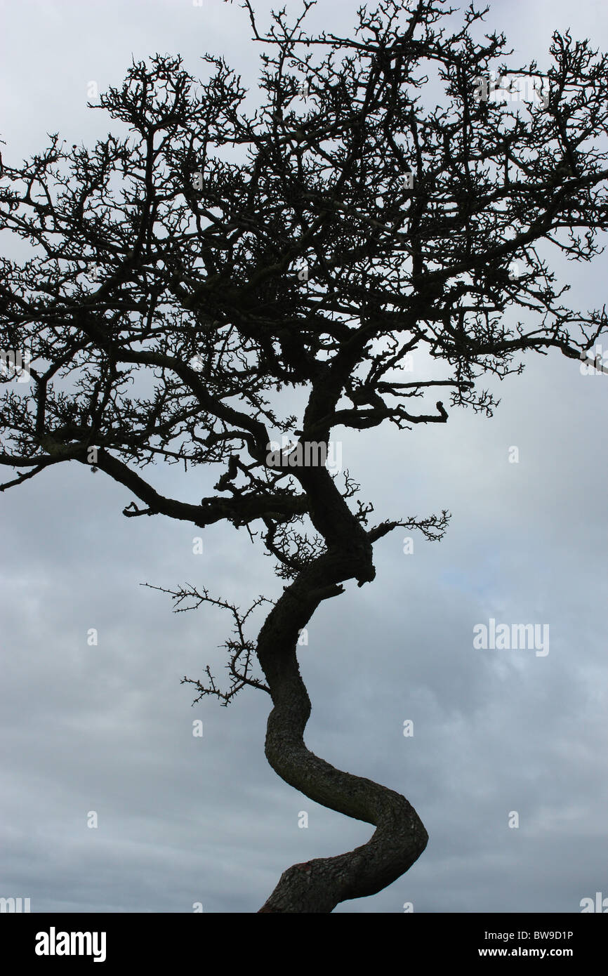 Crooked tree hi-res stock photography and images - Alamy