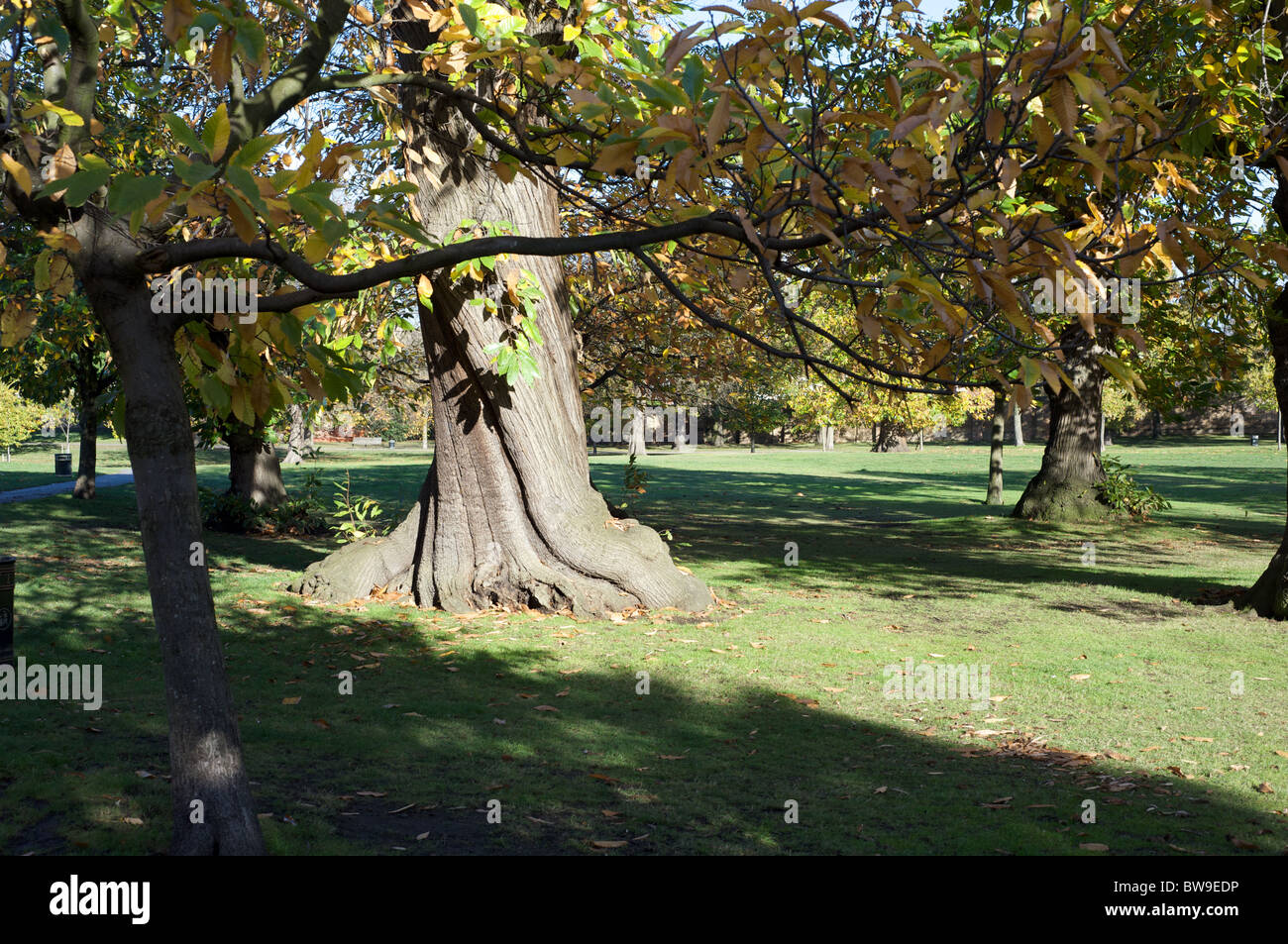 Autumn trees in Greenwich Park, London, UK Stock Photo - Alamy