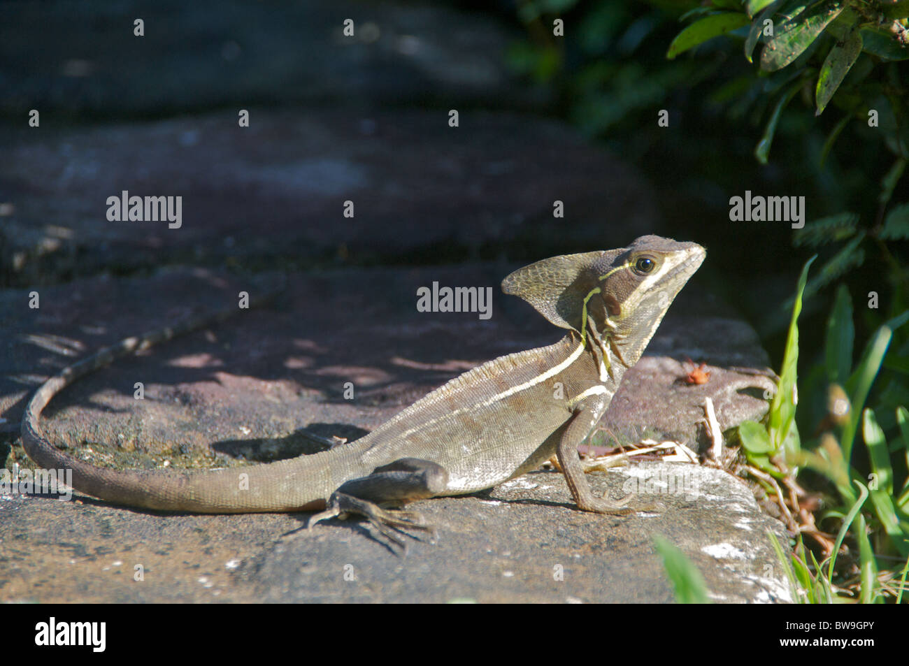 An adult male Striped Basilisk (Basiliscus vittatus) on a stone patio ...