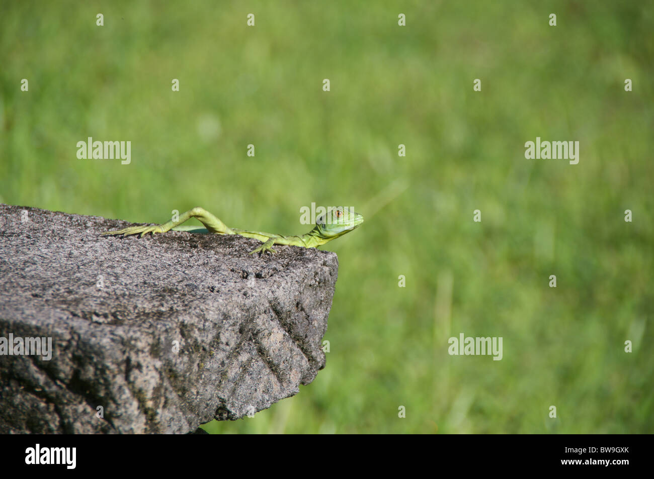 A young Emerald Basilisk (Basiliscus plumifrons) perched on a stone ...