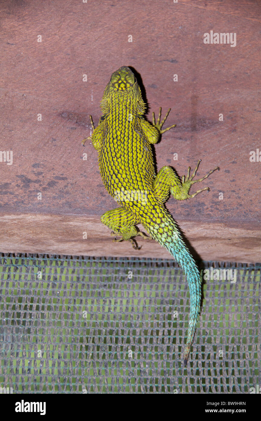 An adult Emerald Swift (Sceloporus malachiticus) at a coffee plantation ...
