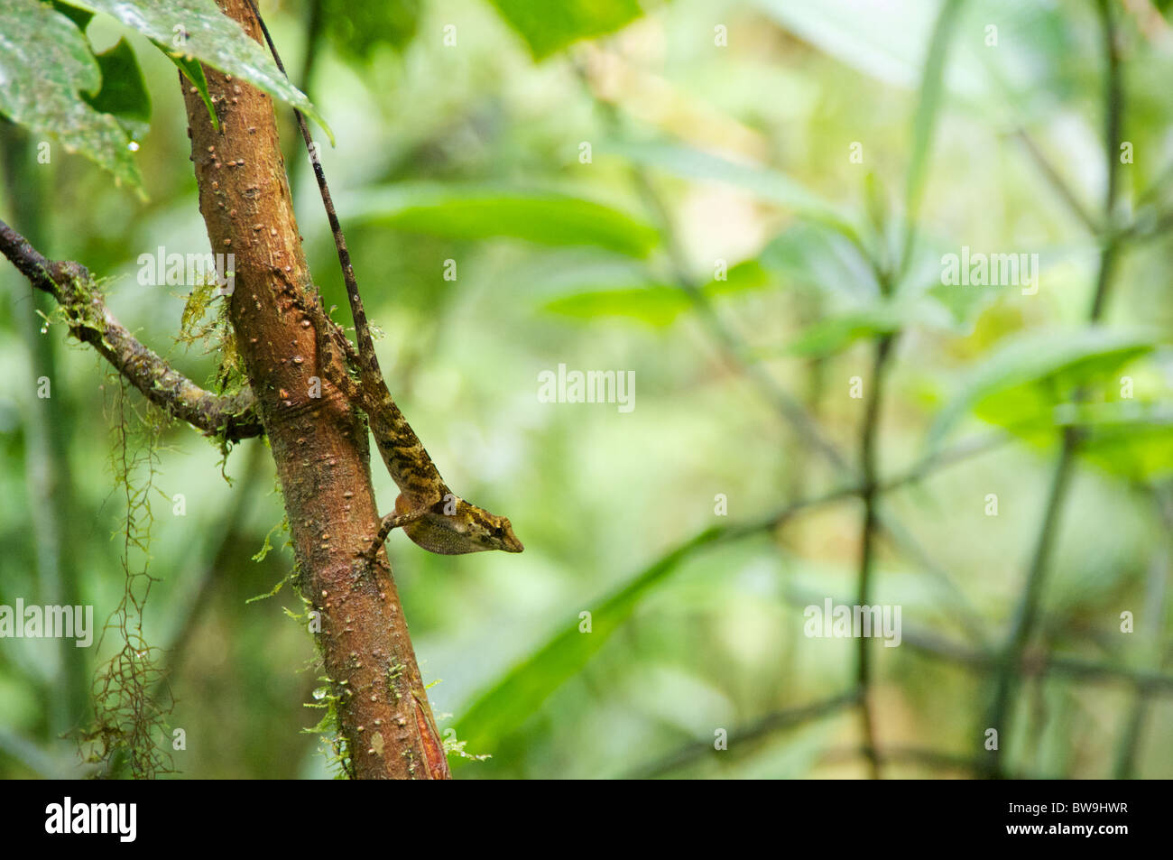 A Blue-eyed Anole (Anolis woodi) with its dewlap partially extended in ...