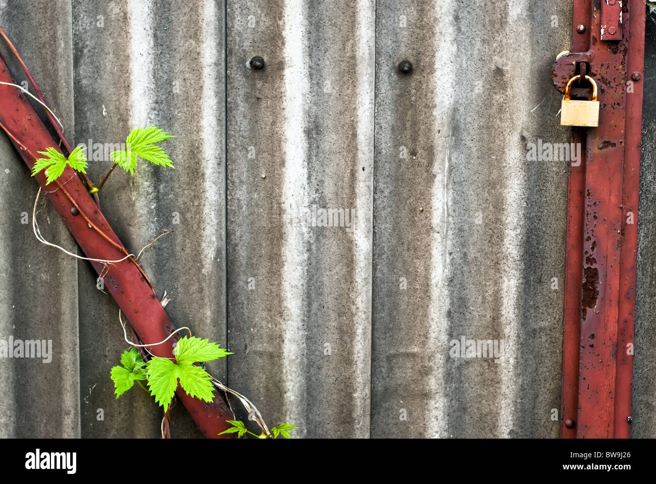 old padlock with leaves background Stock Photo - Alamy