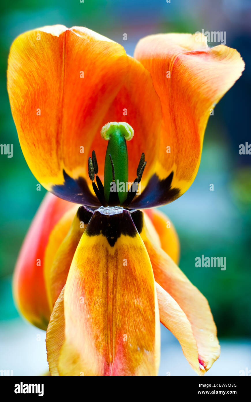 a tulip flower opened Stock Photo - Alamy