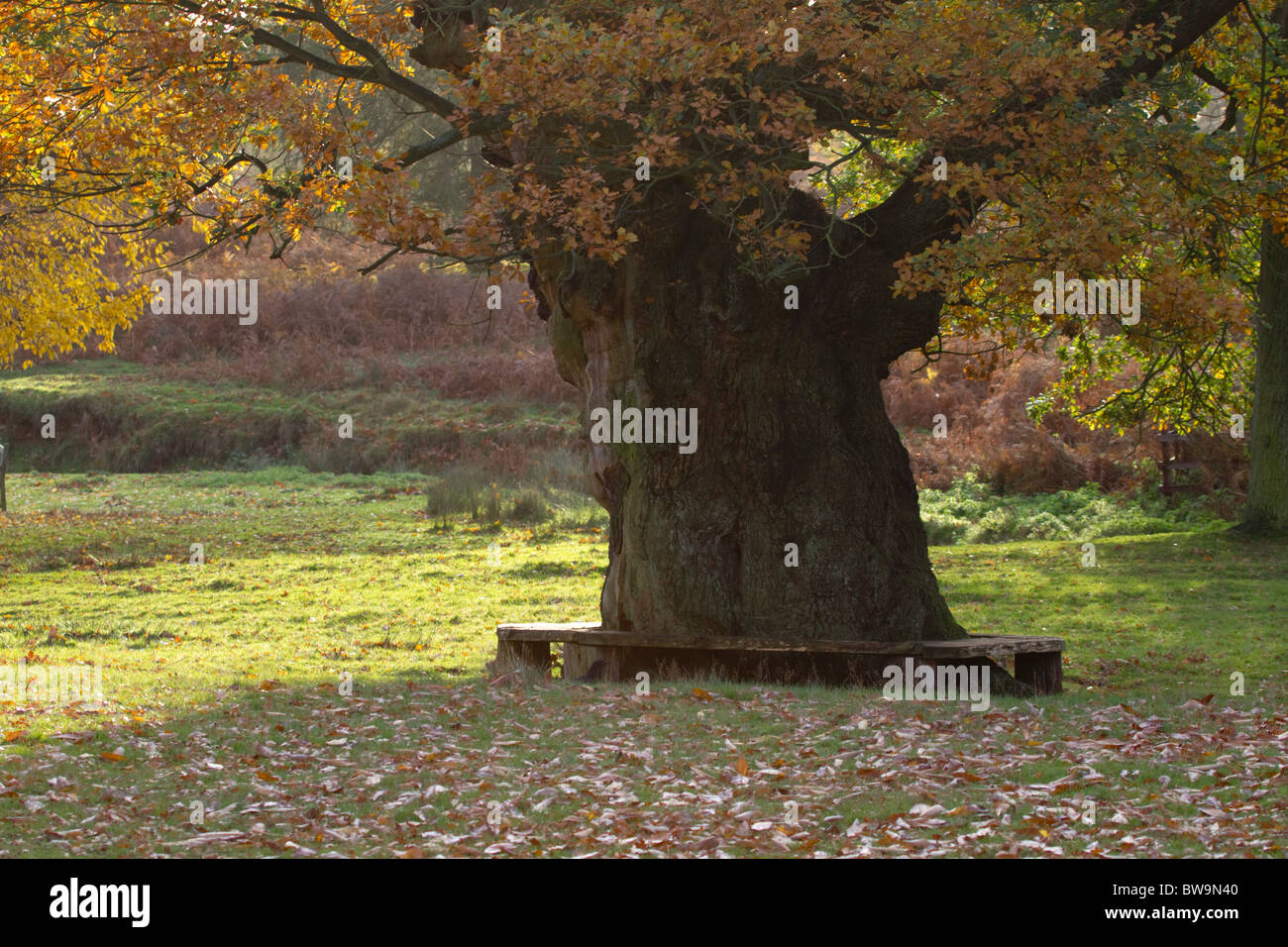 Old oak tree uk hi-res stock photography and images - Alamy