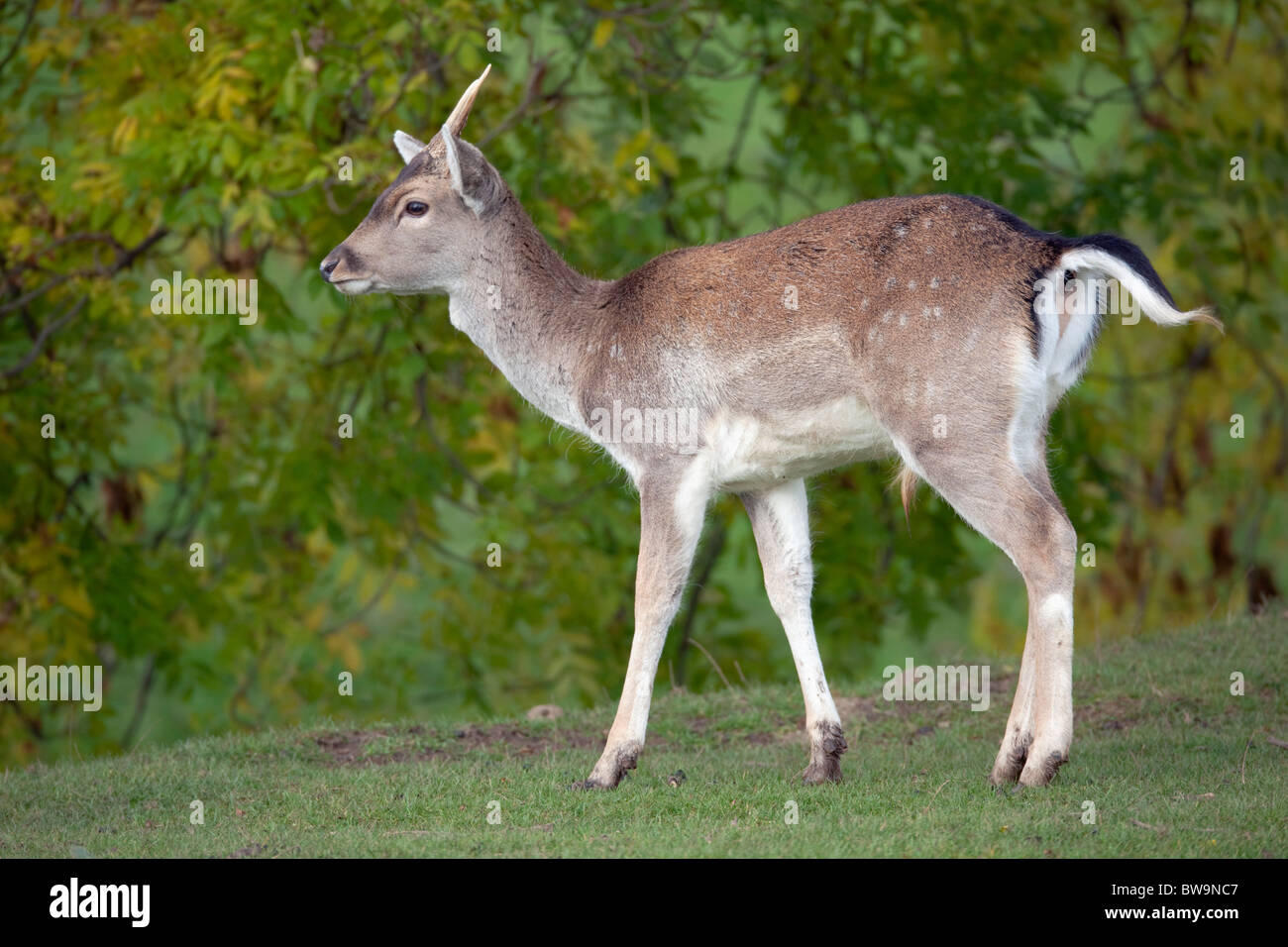 Fallow Deer; Dama dama; young buck Stock Photo - Alamy