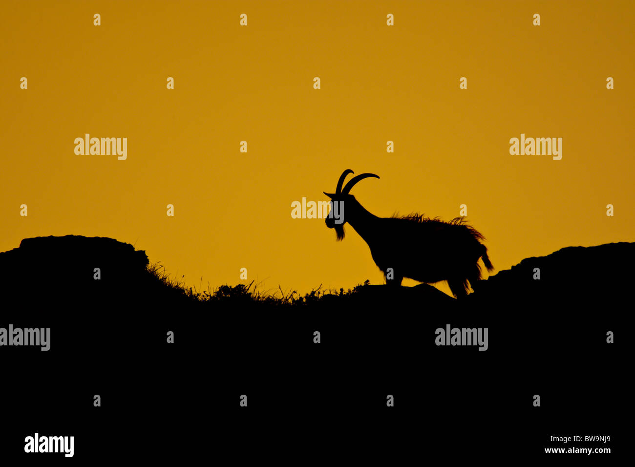 Goat cliff hi-res stock photography and images - Alamy