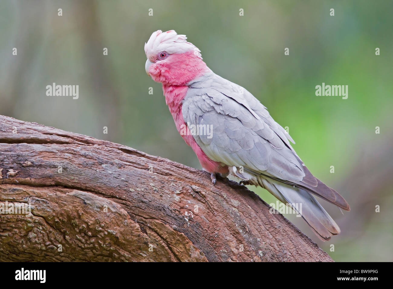 Galah bird hi-res stock photography and images - Alamy