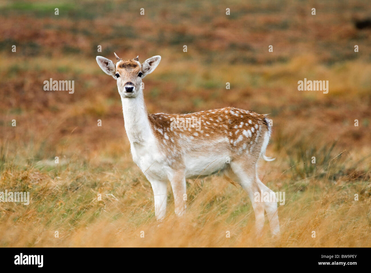 Fallow Deer; Dama dama; young buck Stock Photo - Alamy