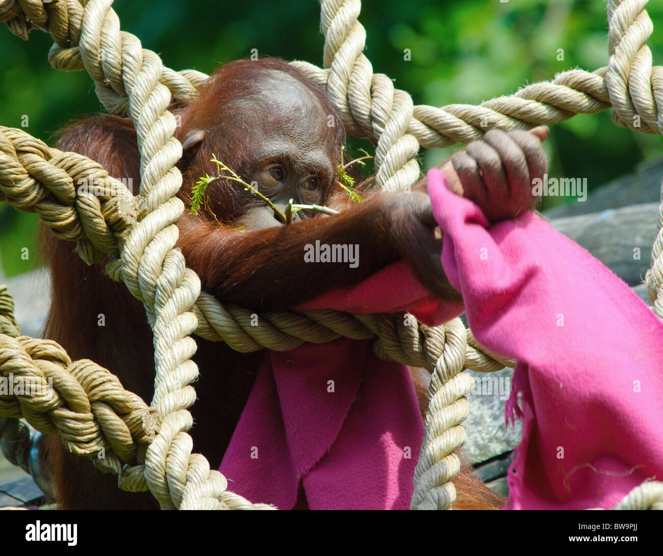 cute baby orangutan playing in the zoo Stock Photo - Alamy