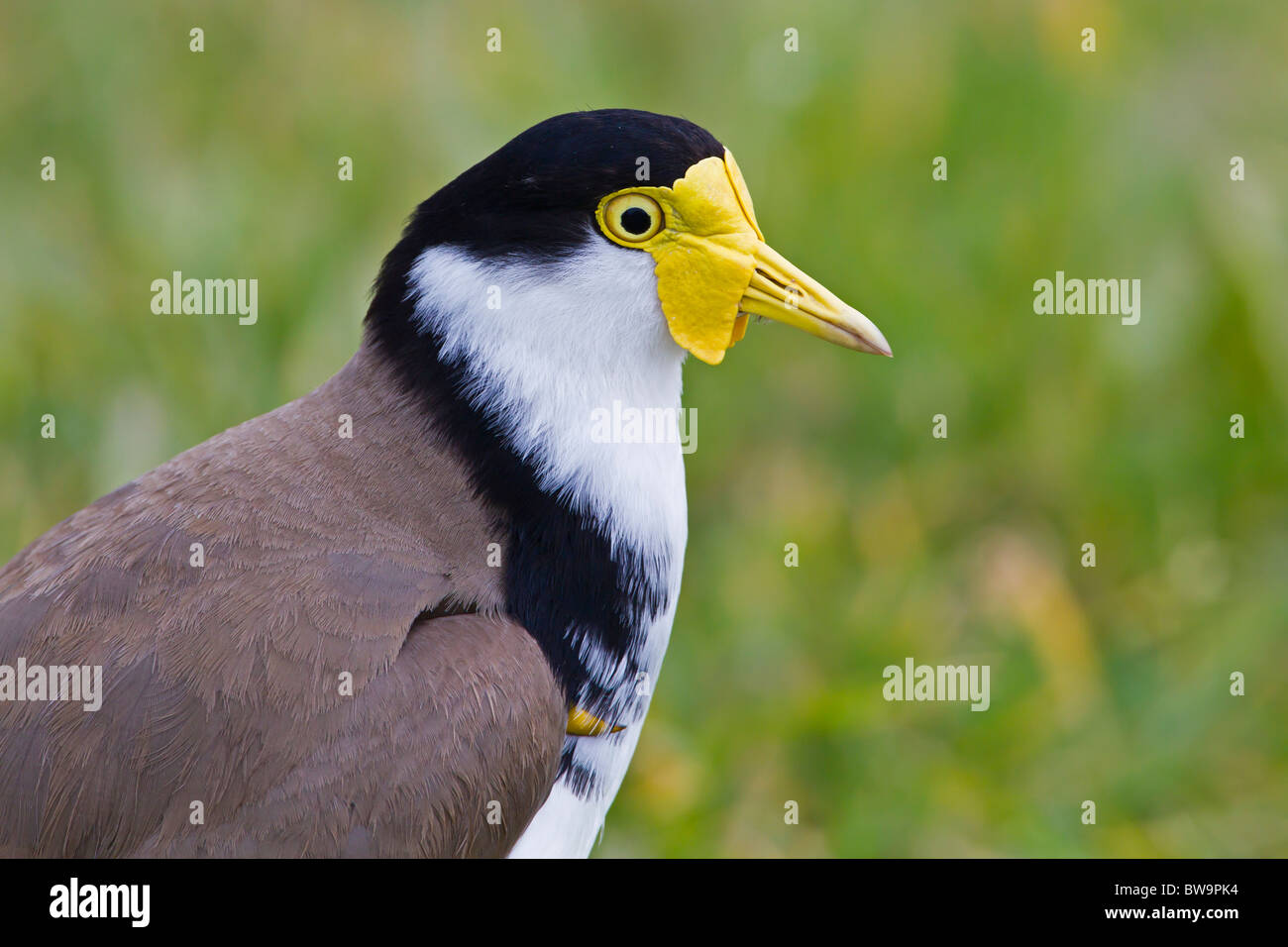 MASKED LAPWING PORTRAIT Stock Photo - Alamy