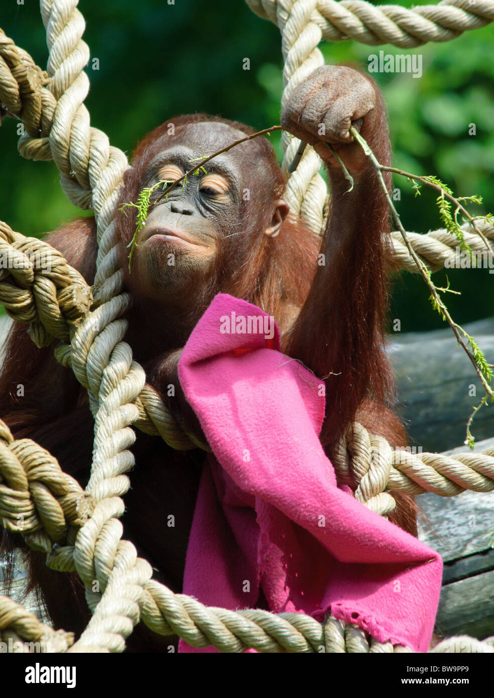 cute baby orangutan playing in the zoo Stock Photo - Alamy
